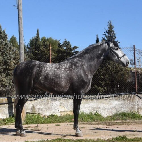 Andalusian Horses For Sale in UK & Spain - Huge Range + Free Advice