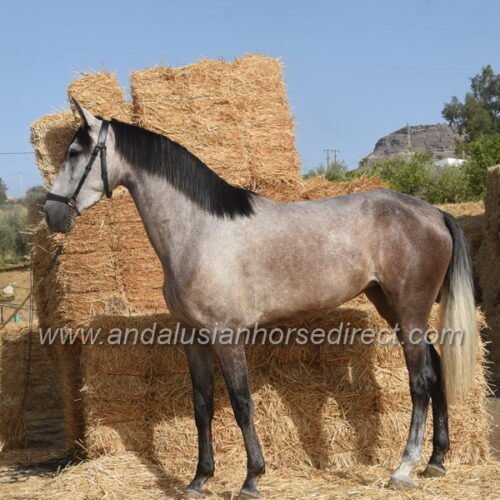 Andalusian Horses For Sale in UK & Spain - Huge Range + Free Advice